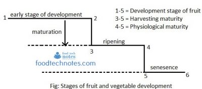 Physiochemical changes during ripening of fruits and vegetables - Food ...