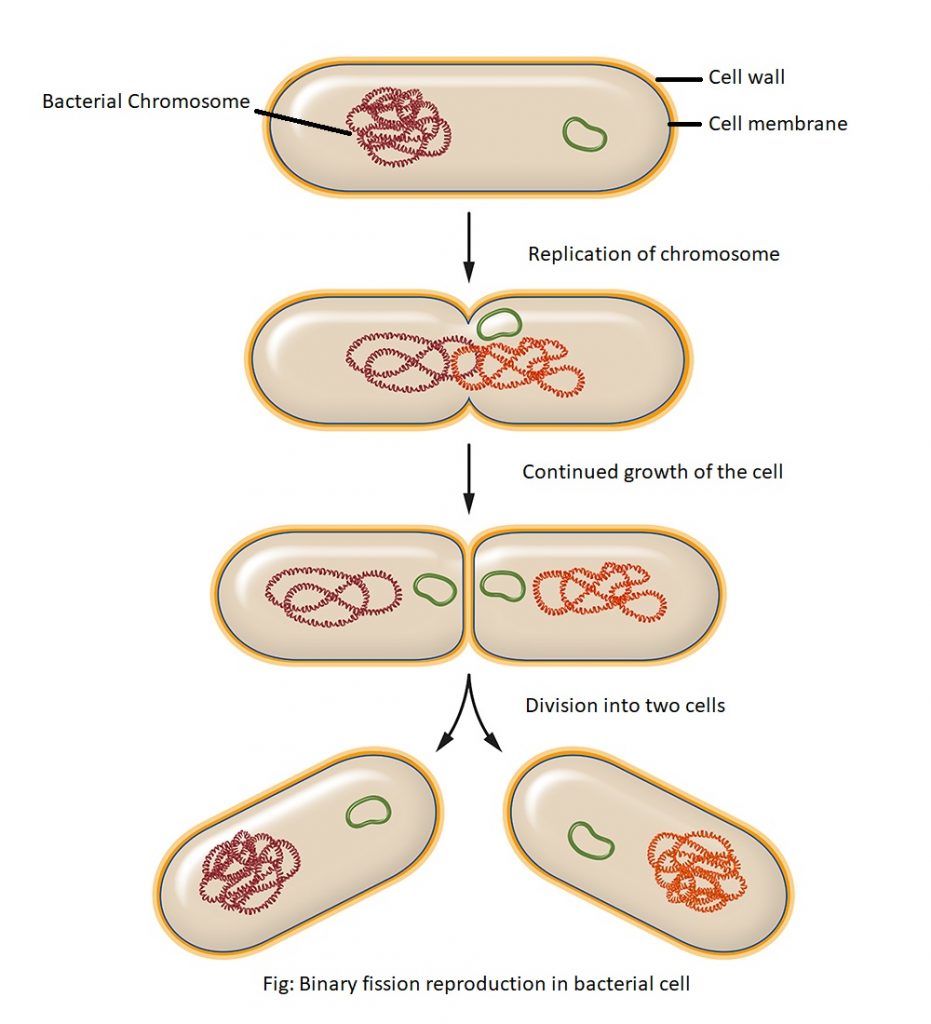 Bacterial Structures Internal to Cell Wall and Reproduction - Food Tech ...