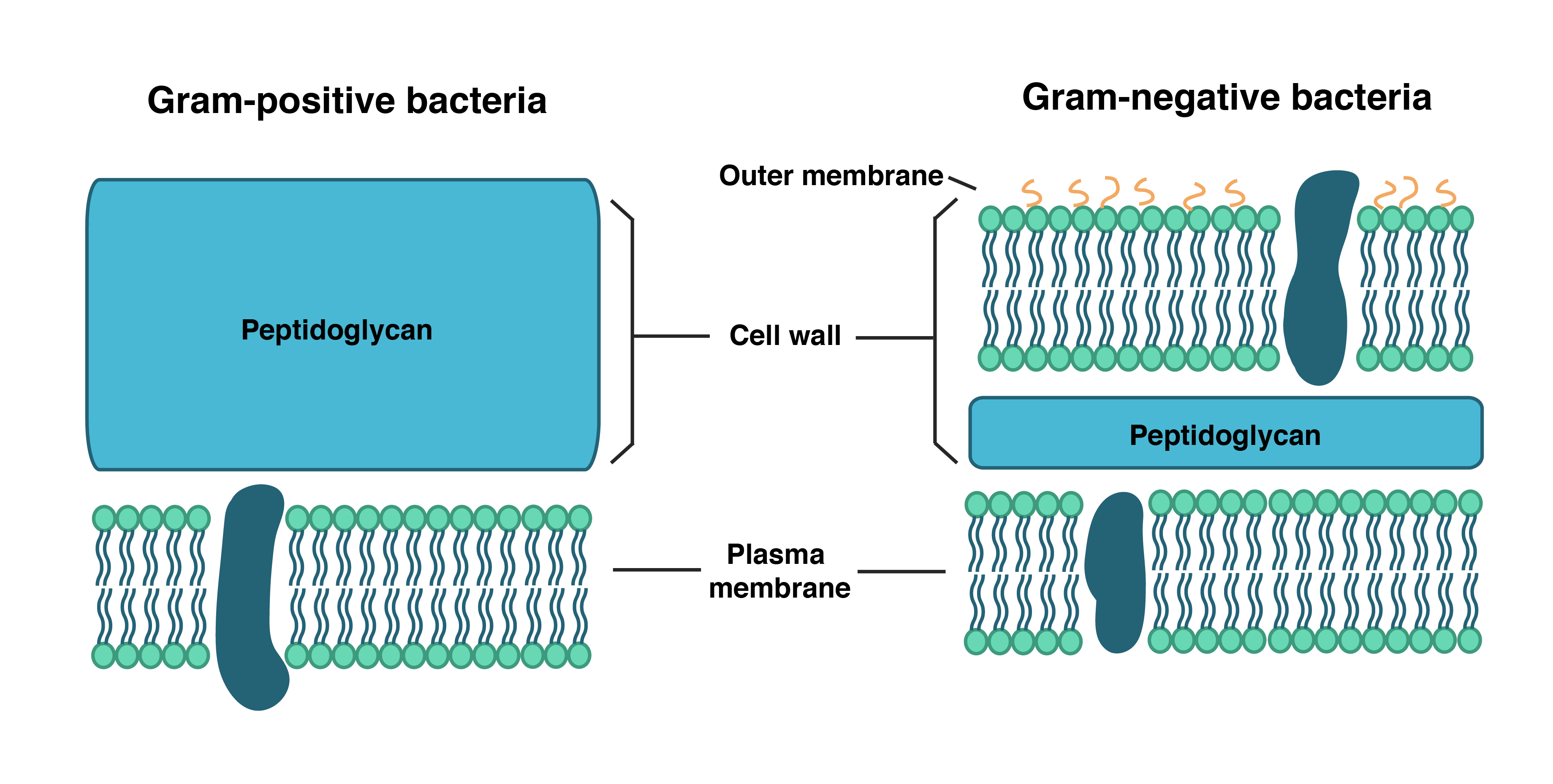 Morphology Of Bacteria And Its Structures External To Cell Wall Food